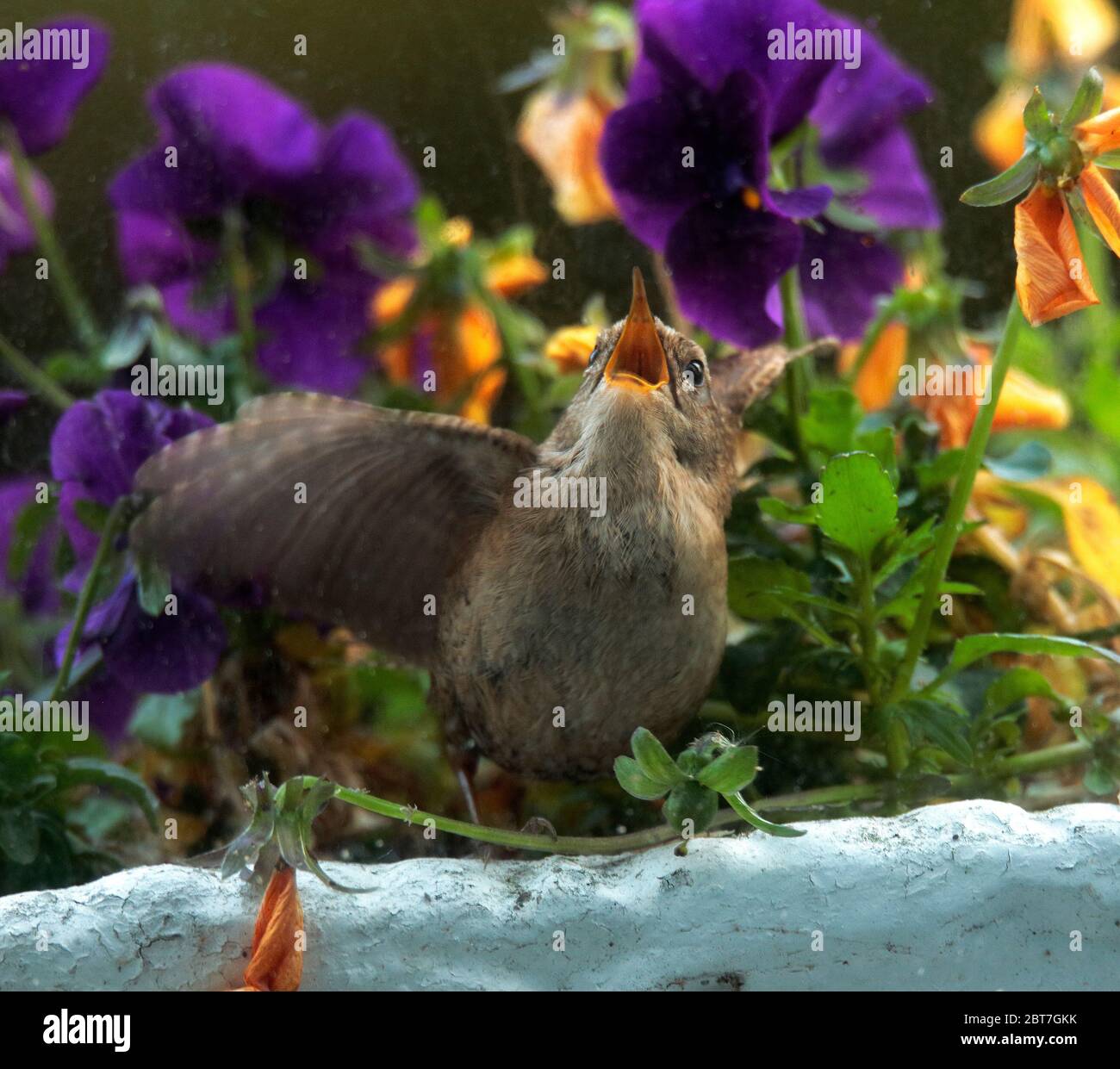 Wren bird ireland hi-res stock photography and images - Alamy