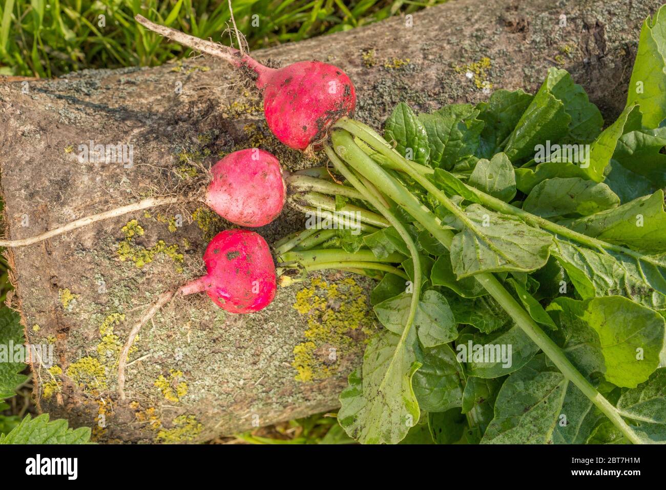 Collecting fresh organic radish outdoor. Sunlight. Homegrown harvest ...