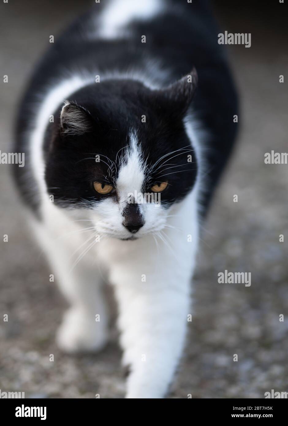A close up of a cat hunting Stock Photo - Alamy