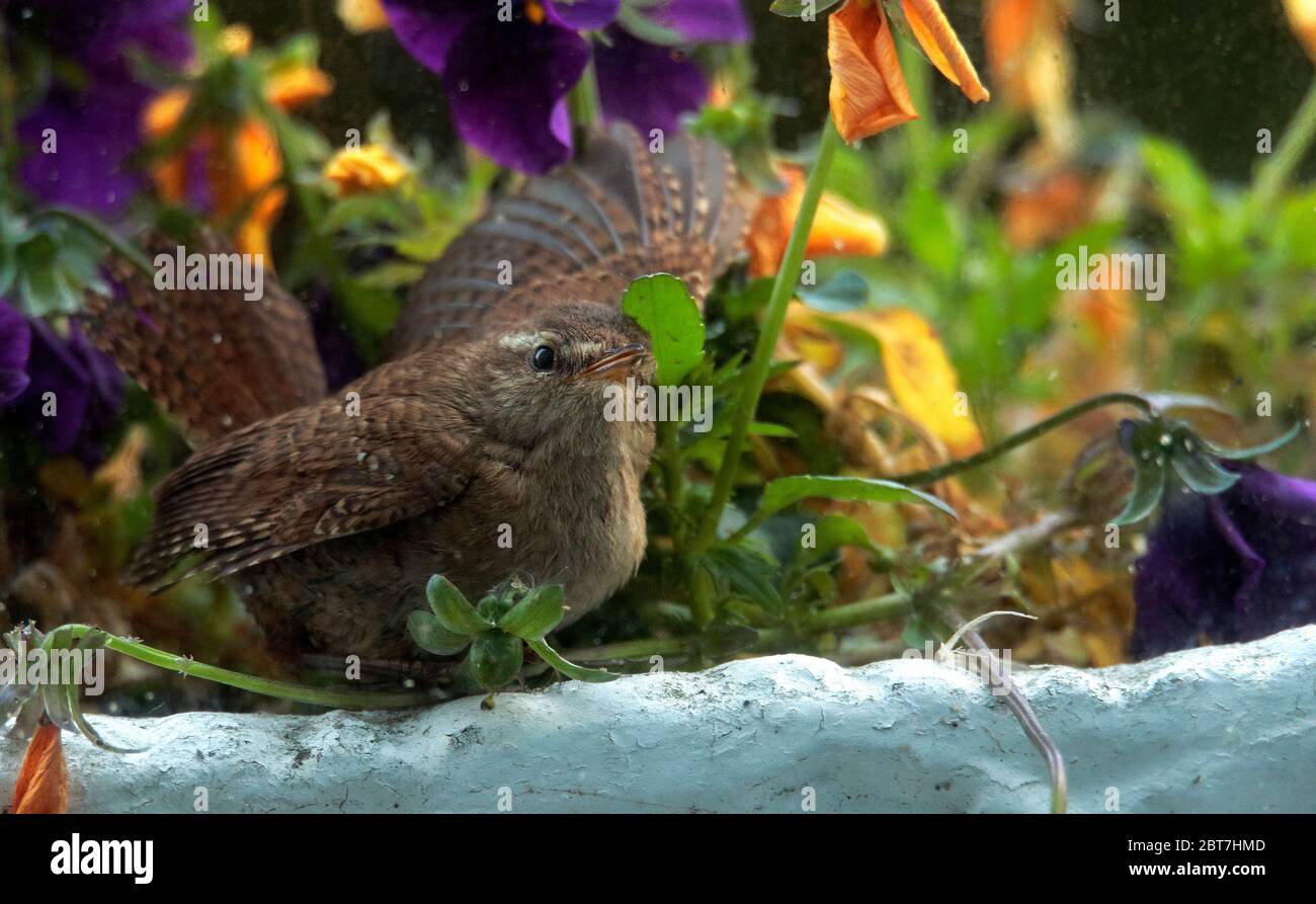Wren Uk Flying High Resolution Stock Photography and Images - Alamy