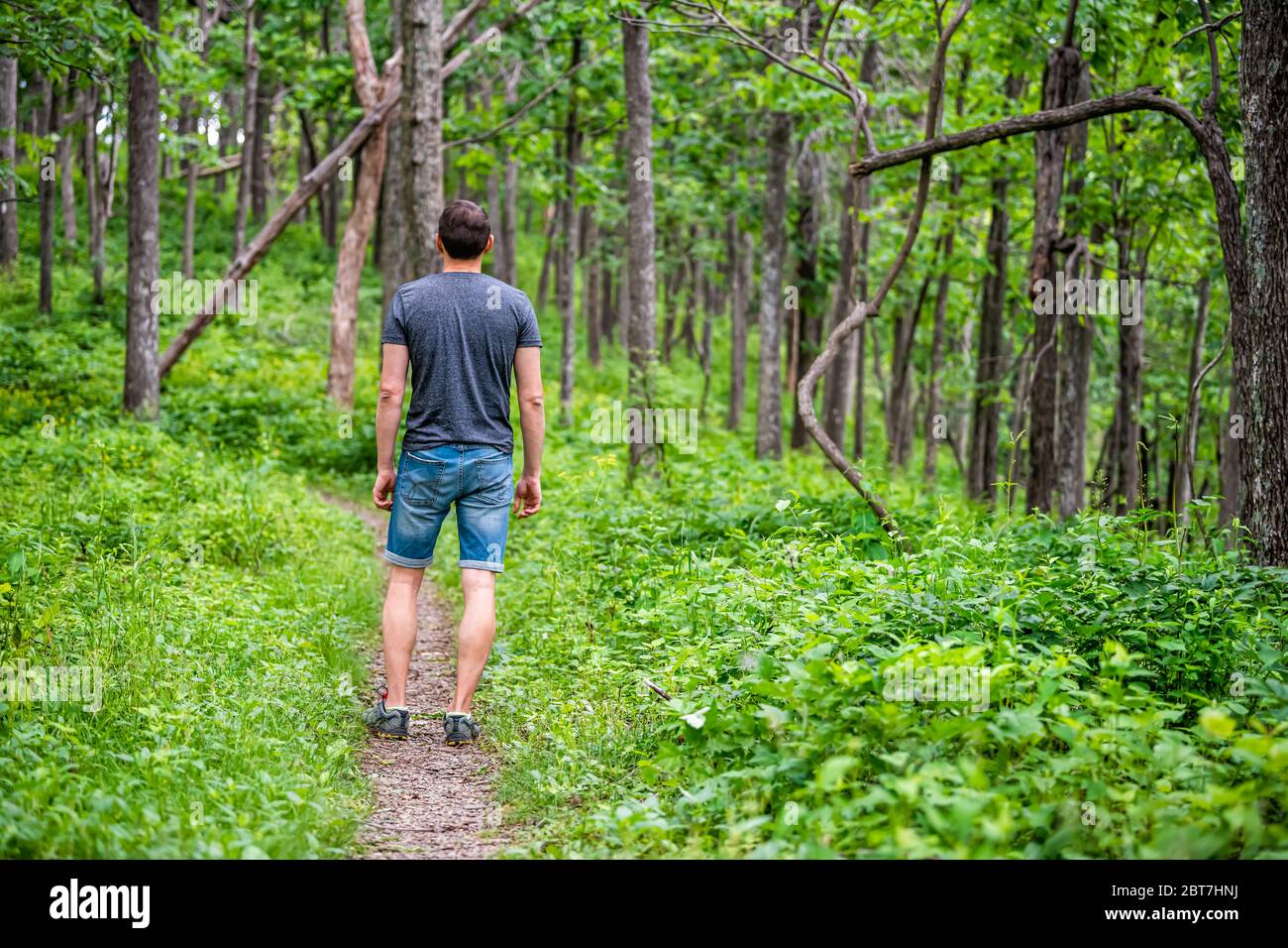 Appalachian nature trail footpath with man hiking in Shenandoah Blue ...