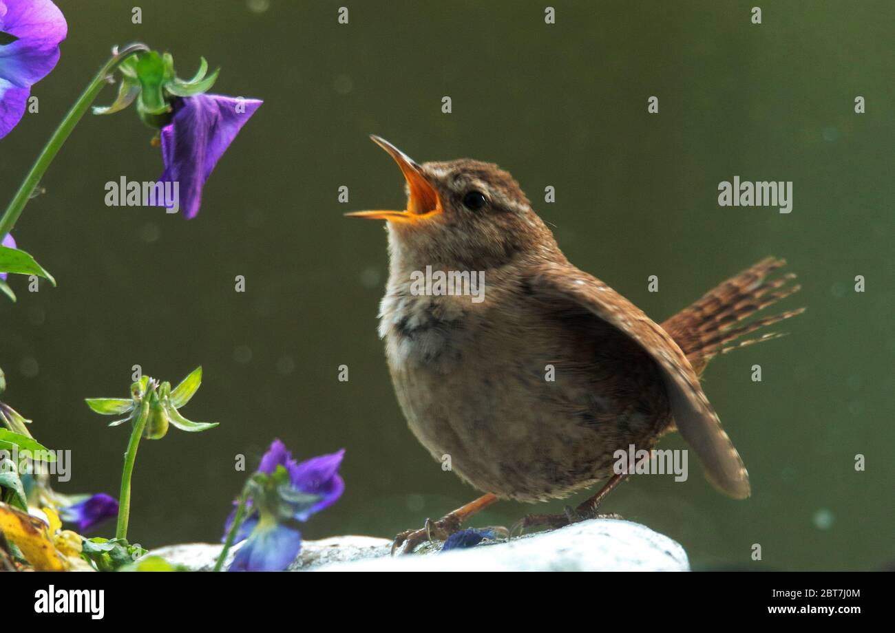Wren uk flying hi-res stock photography and images - Alamy