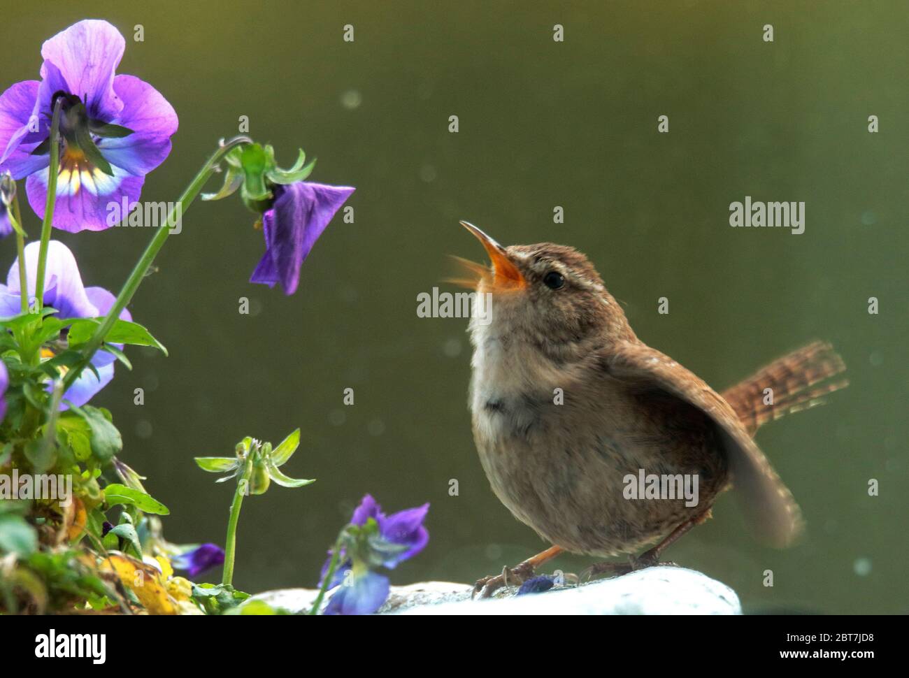 Wren uk flying hi-res stock photography and images - Alamy