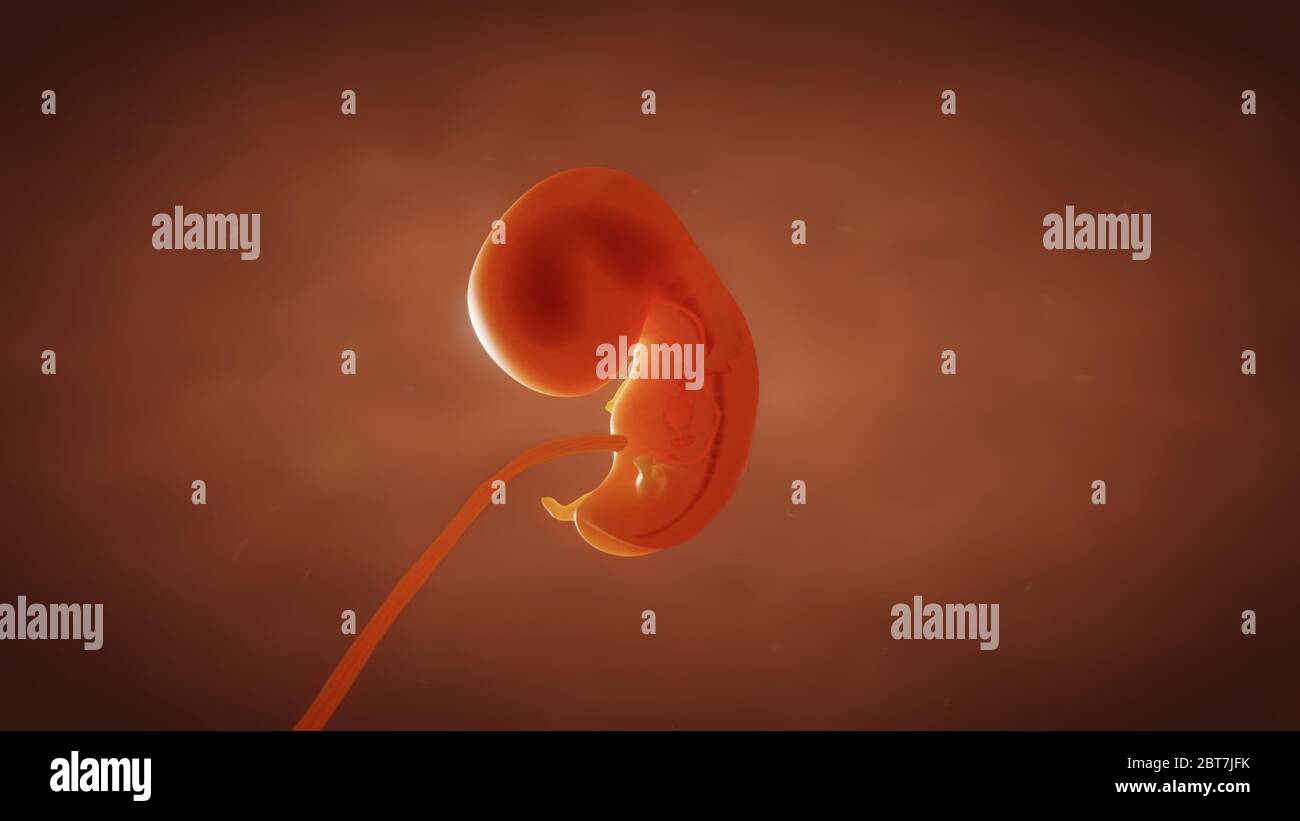 3D illustration the formation of the fetus of the baby in the womb ...