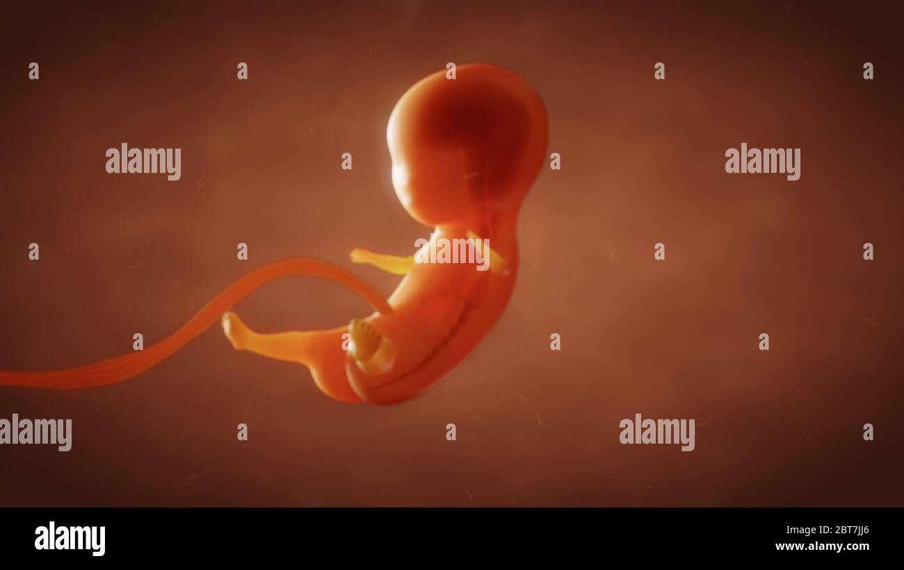 Fetus development fetal formation hi-res stock photography and images ...