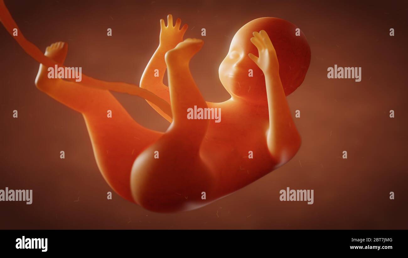 3D illustration the formation of the fetus of the baby in the womb ...