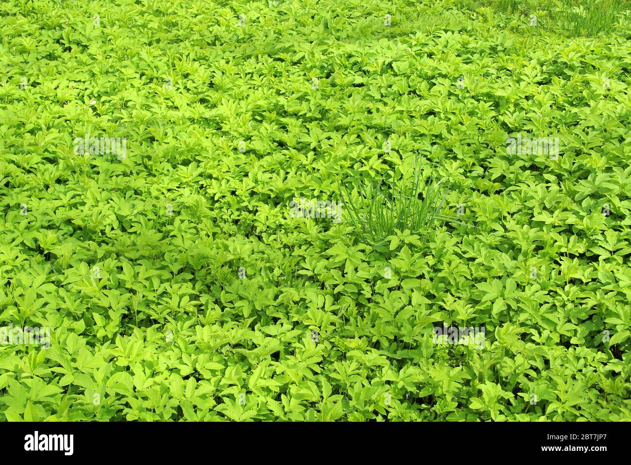 Lush bright green grass on the lawn. Not cut lawn, young shoots in ...