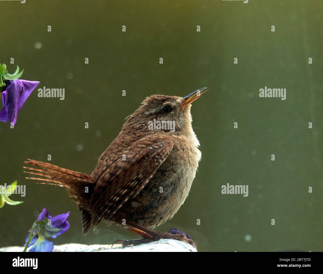 Wren flying hi-res stock photography and images - Alamy