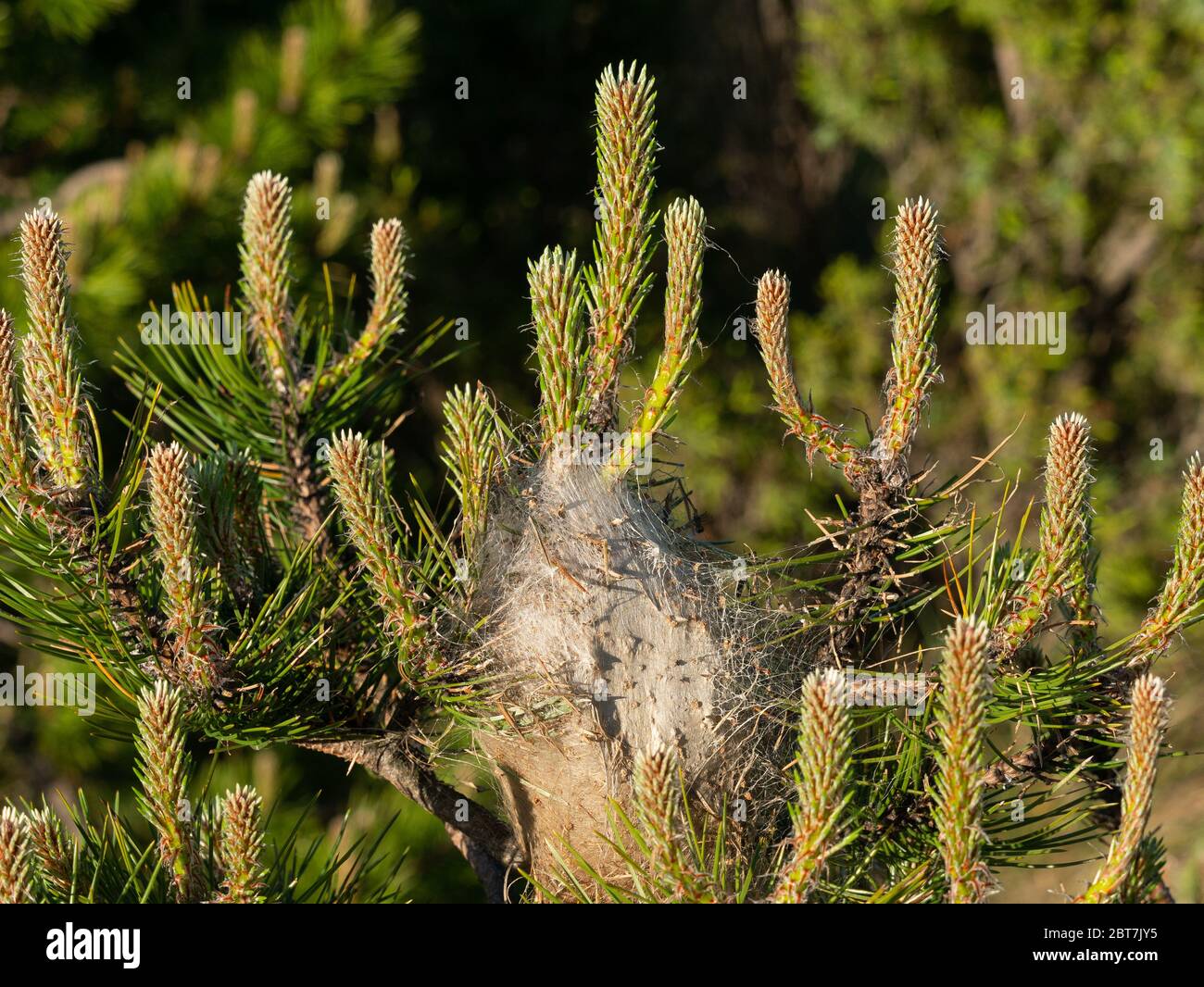 Pine processionary (Thaumetopoea pityocampa) nest on the top of a young ...