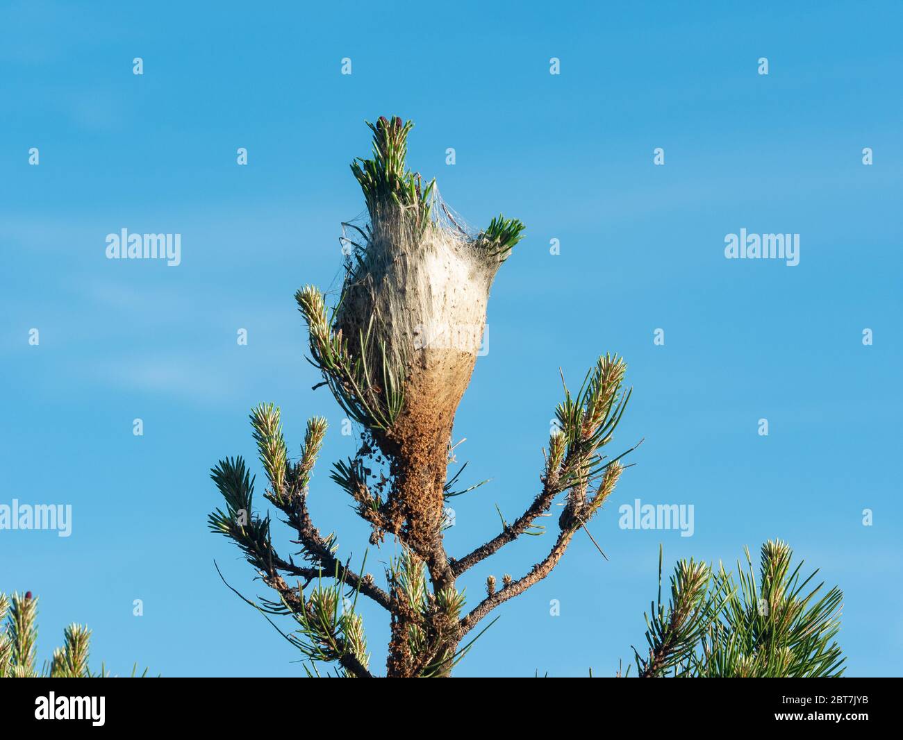 Pine processionary (Thaumetopoea pityocampa) nest on the top of a young ...