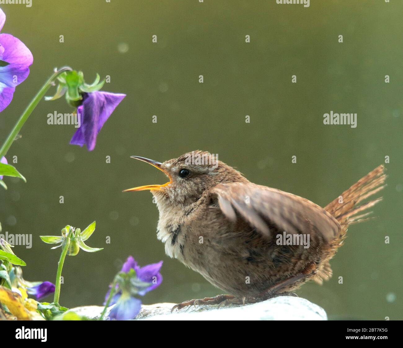 Wren uk flying hi-res stock photography and images - Alamy