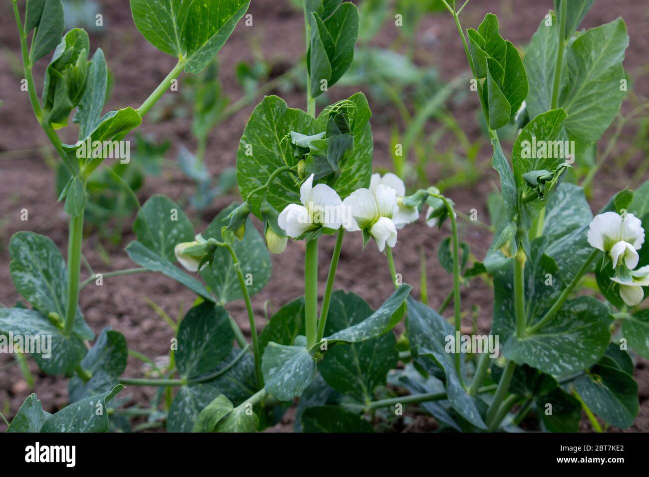 Growing legumes, peas in bloom. Agriculture and care of legumes Stock ...