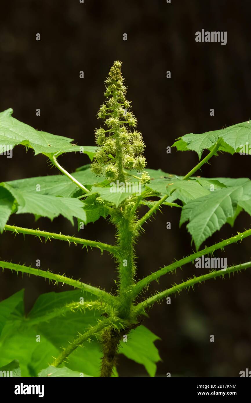 Devils club hi-res stock photography and images - Alamy
