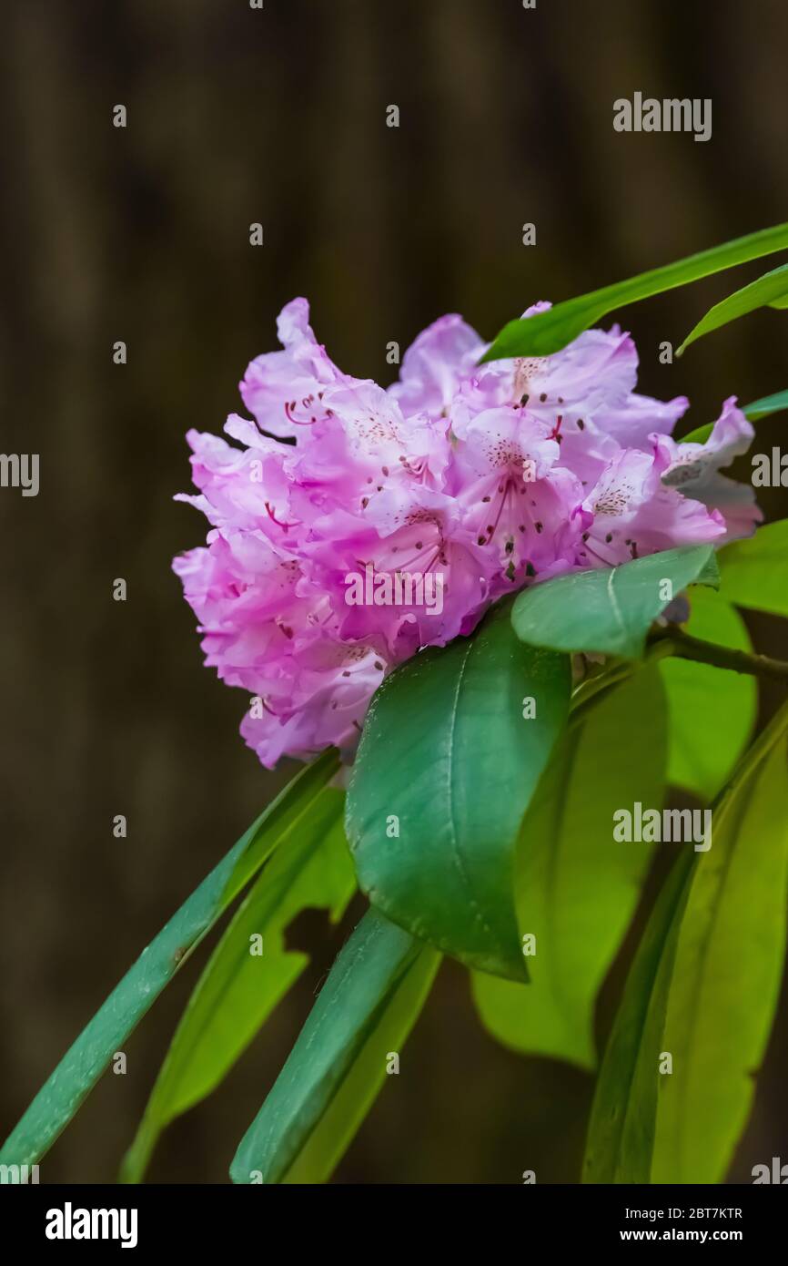 Pacific Rhododendron, Rhododendron macrophyllum, in bloom along the ...