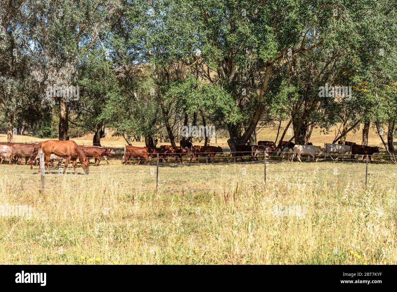 Australian cattle farm hi-res stock photography and images - Alamy