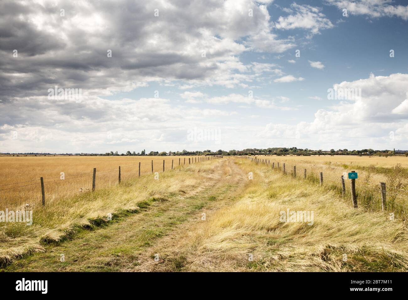 fenced of pathway in a farmers field in essex Stock Photo - Alamy