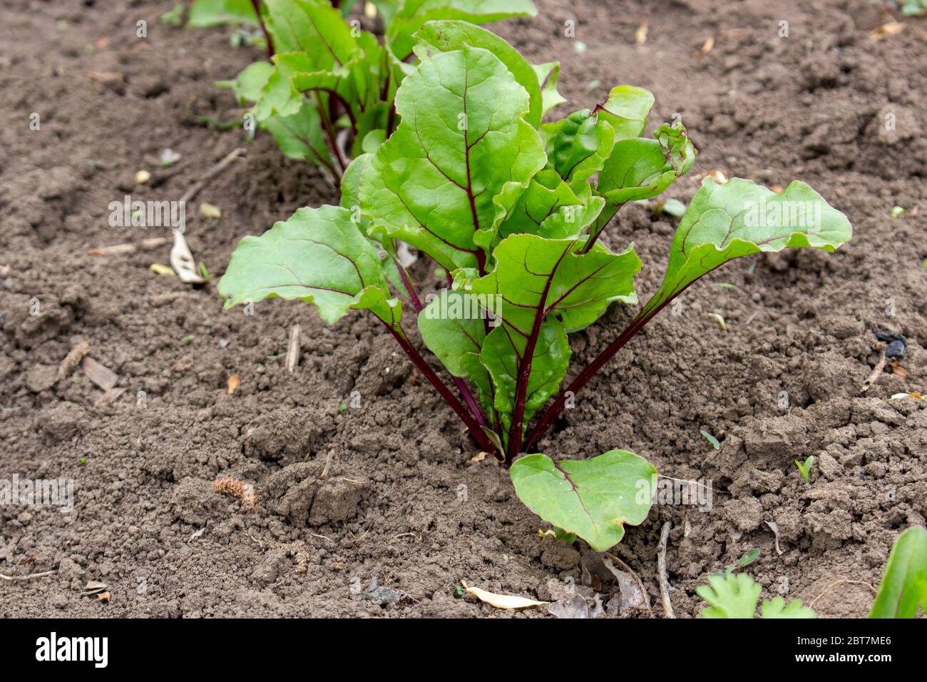 Vegetable bed with table beets, growing beets on the land Stock Photo ...