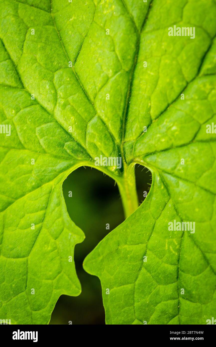 Serce hi-res stock photography and images - Alamy