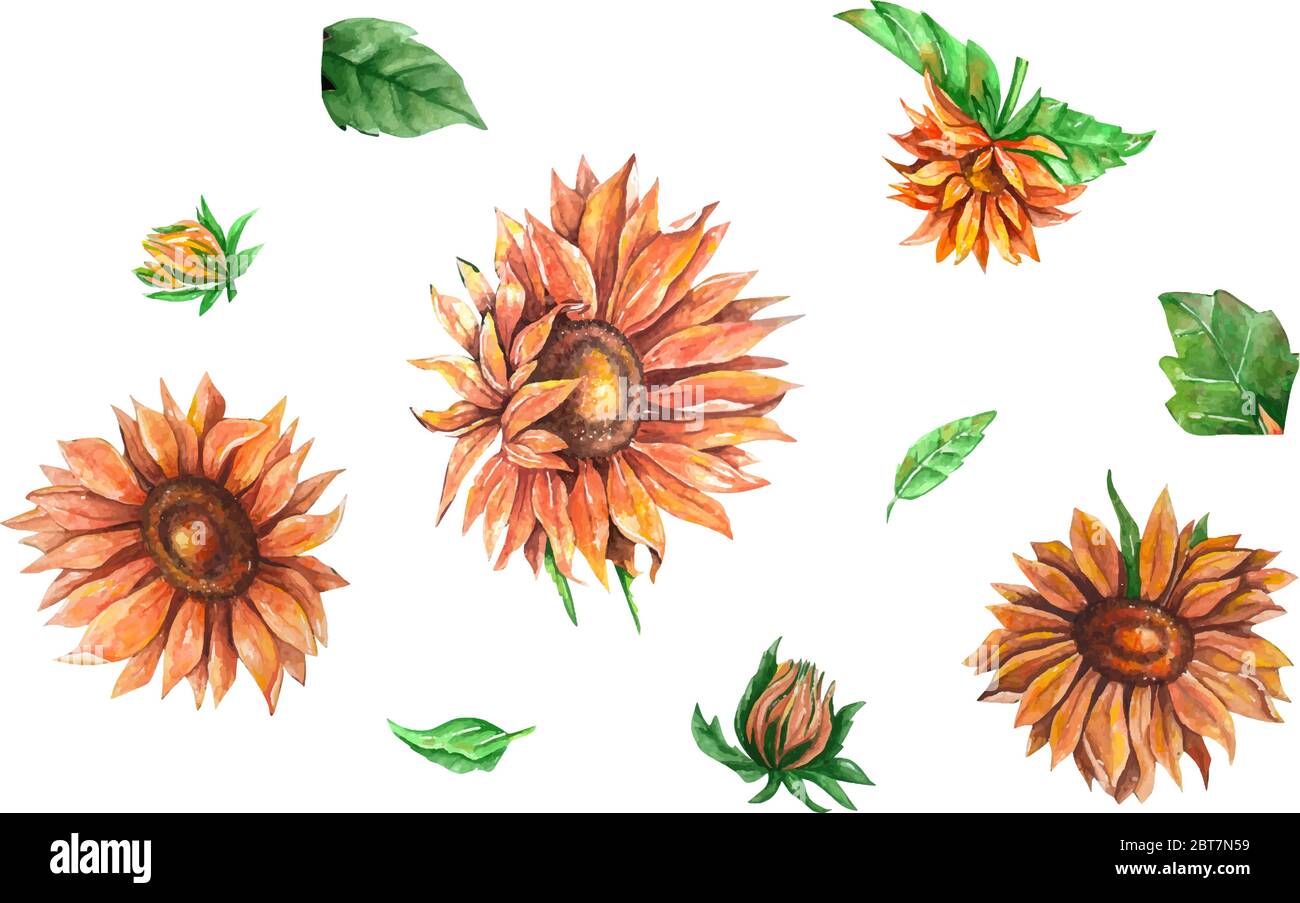 Beautiful vector set watercolor of buds of sunflowers and leaves on a ...