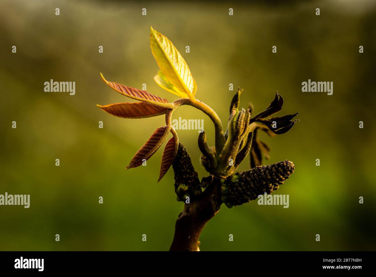 Mlode hi-res stock photography and images - Alamy