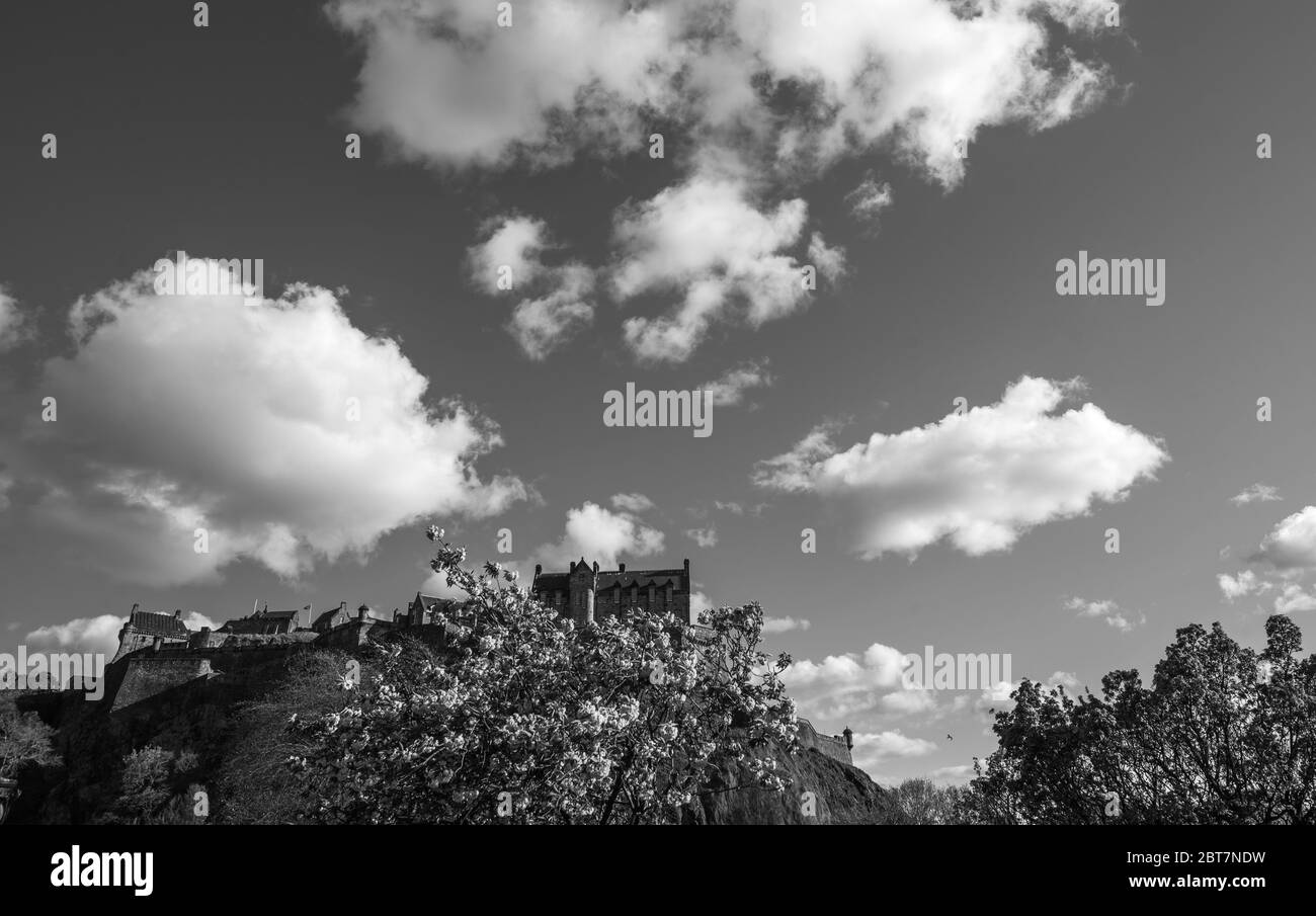 Edinburgh Castle with blossoms in black and white, from Princes Street ...