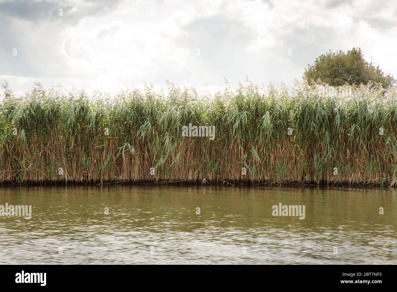 Tall tree river landscape hi-res stock photography and images - Alamy