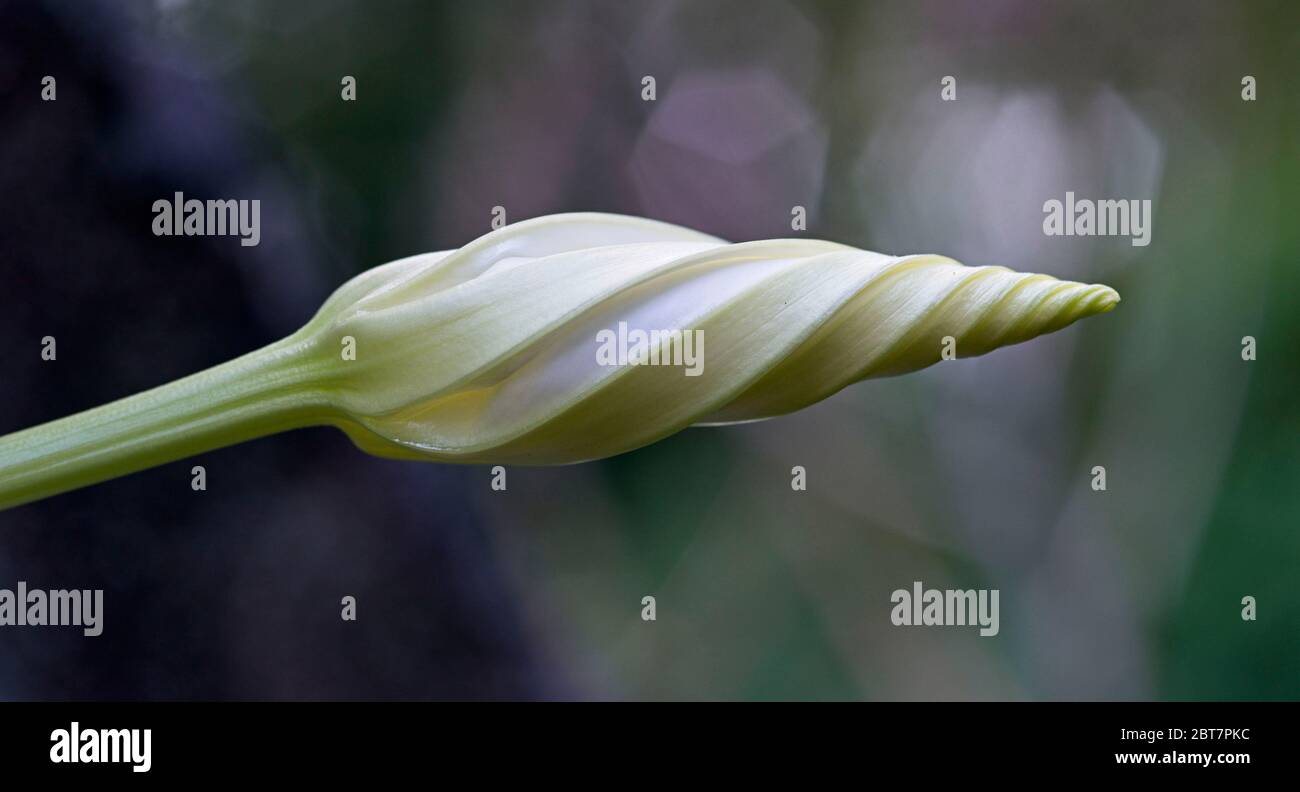 Ipomoea alba hi-res stock photography and images - Alamy