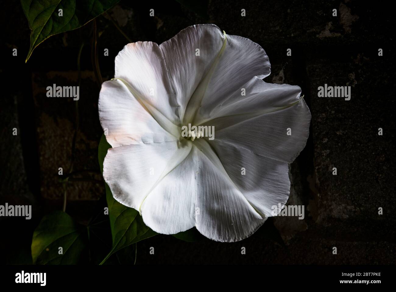 Moonflower white night hi-res stock photography and images - Alamy