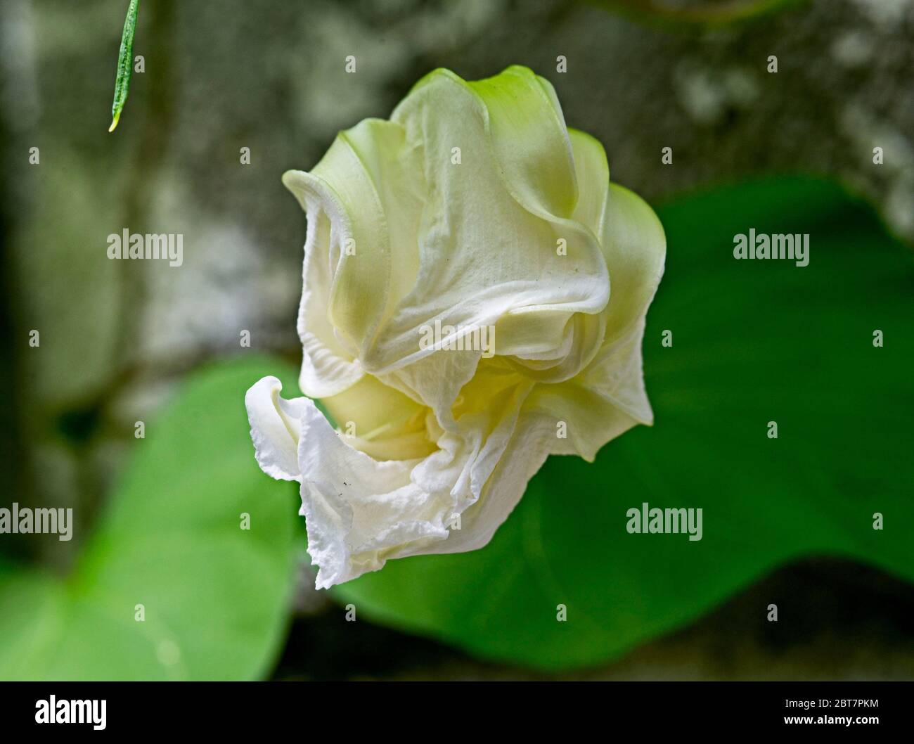 Ipomoea Alba High Resolution Stock Photography and Images - Alamy