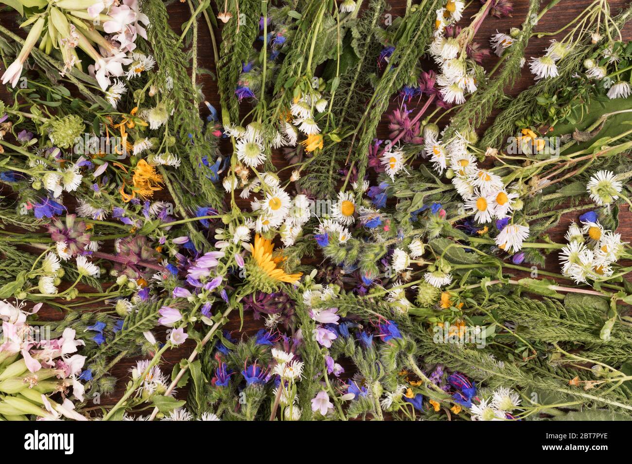 Wildflowers view hi-res stock photography and images - Alamy