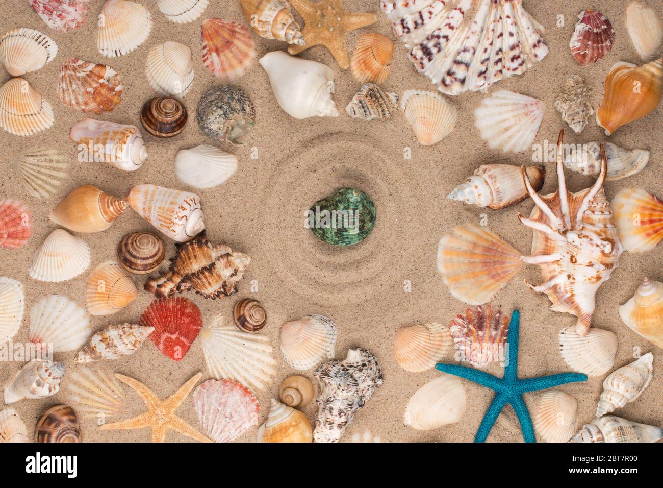Framework of shells hi-res stock photography and images - Alamy