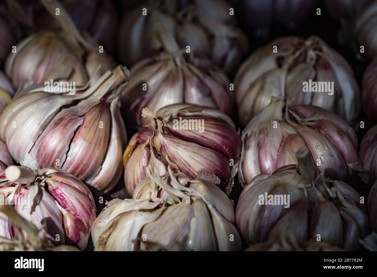 Garlic on sale at the market in Gouda, Netherlands Stock Photo - Alamy