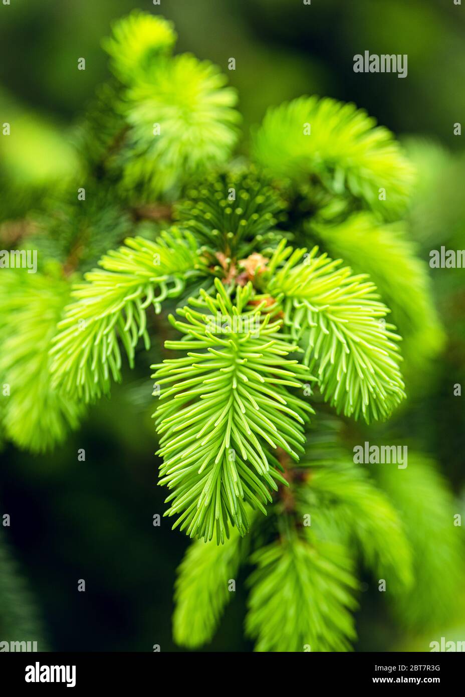 Fresh growing fir tree sprouts on branch in spring forest. Nature ...