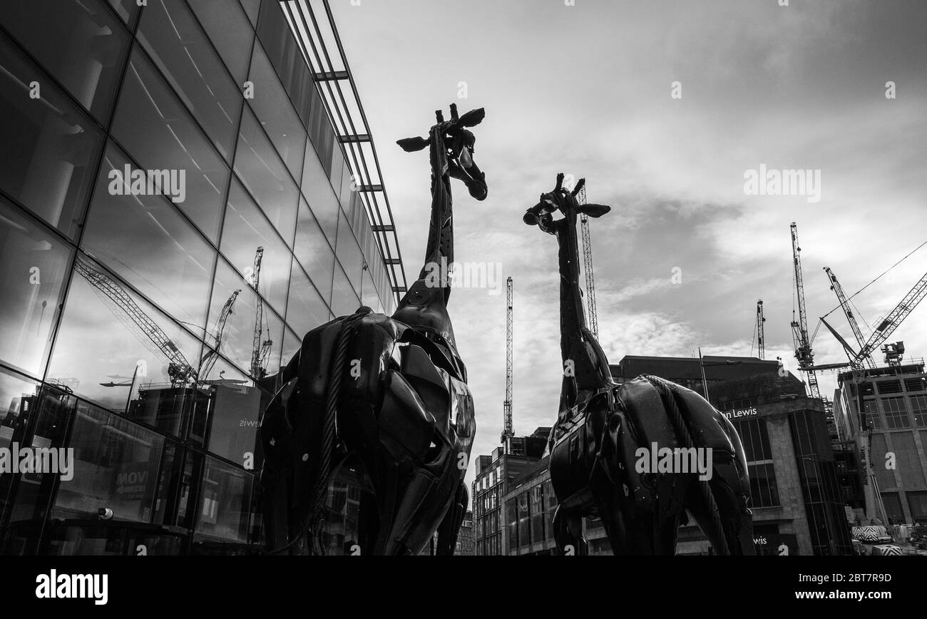 Martha and Gilbert giant giraffe sculptures by the Omni Centre ...