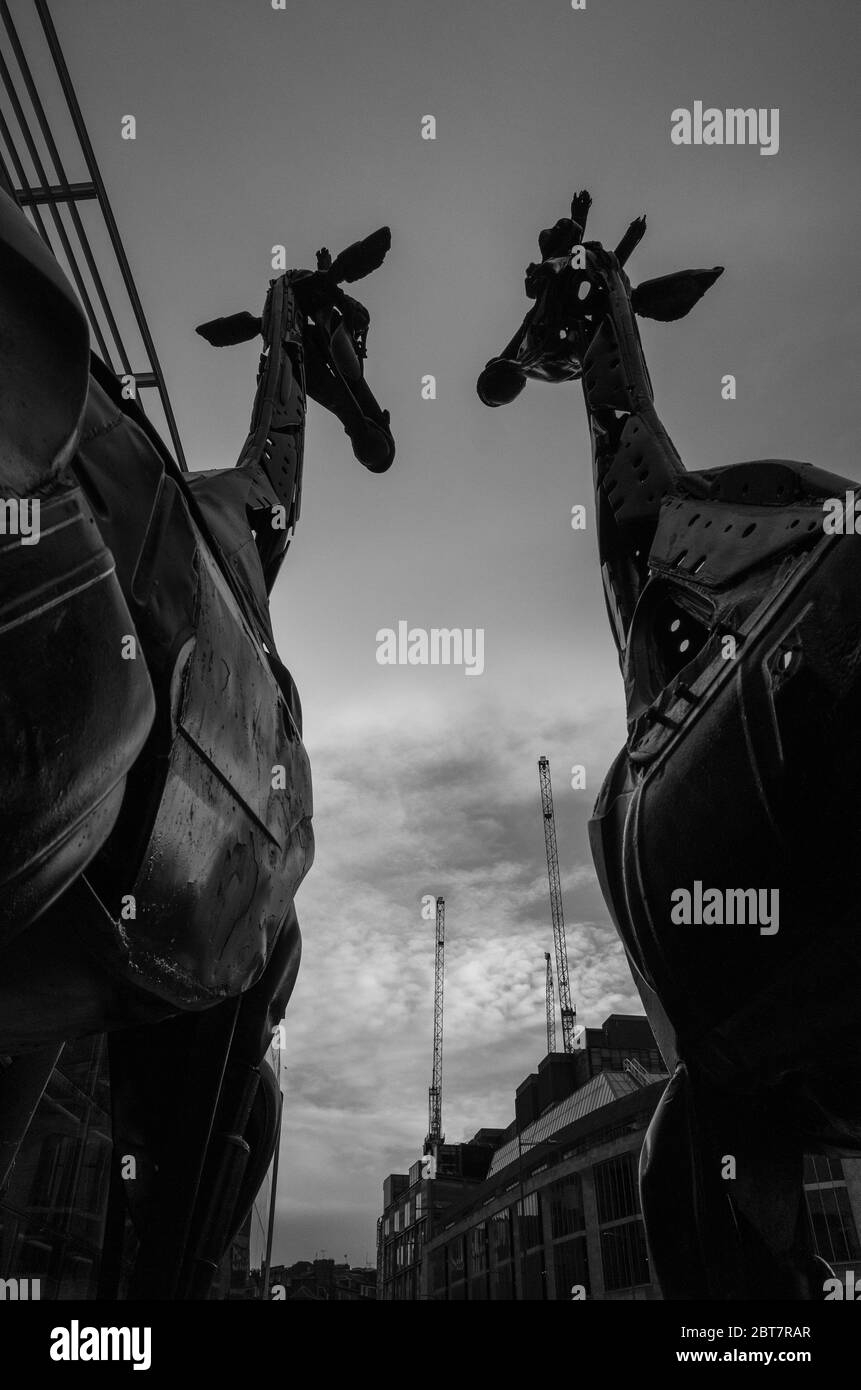 Martha and Gilbert giant giraffe sculptures by the Omni Centre ...