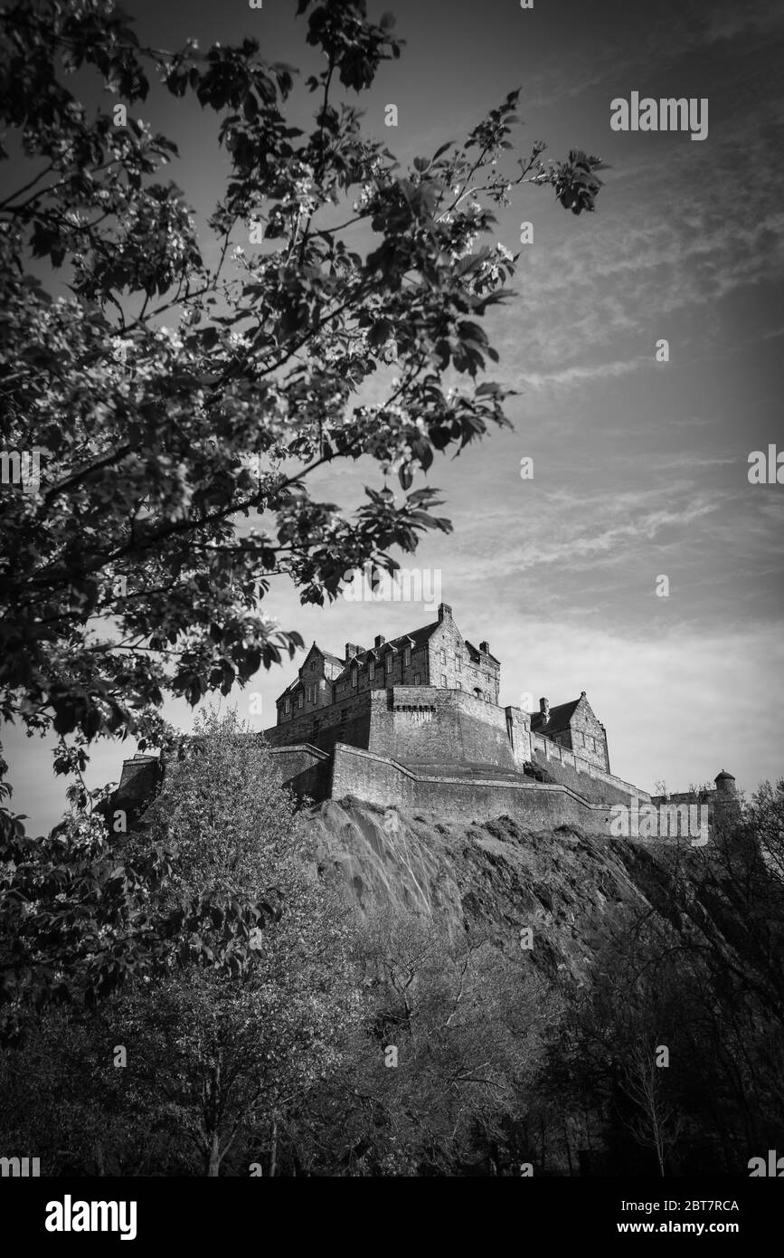 Edinburgh Castle with pink blossoms sakura from Princes St Edinburgh ...