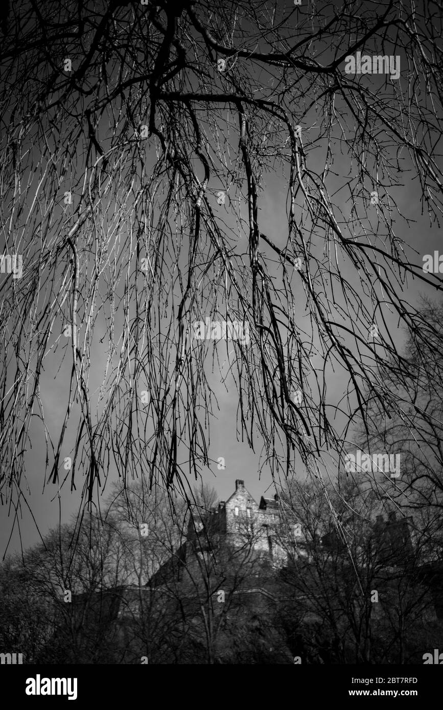 Skeleton of weeping willow tree in grounds of St Cuthbert's churchyard ...