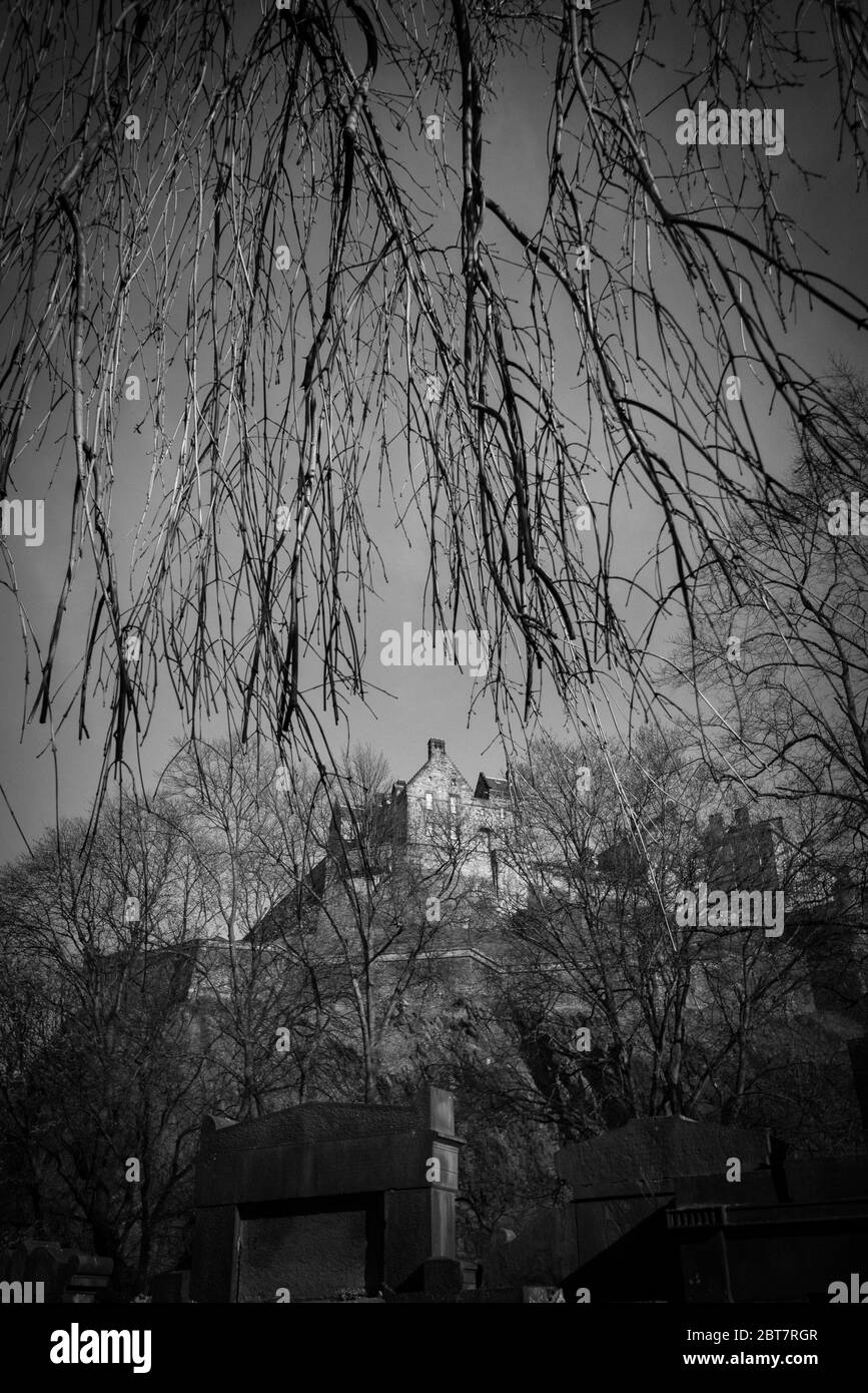 Skeleton of weeping willow tree in grounds of St Cuthbert's churchyard ...