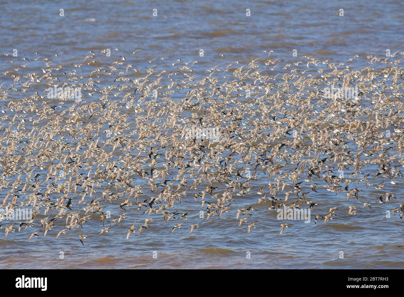 Sandpipers and Plovers flying over the water near Grand Pre, Nova ...