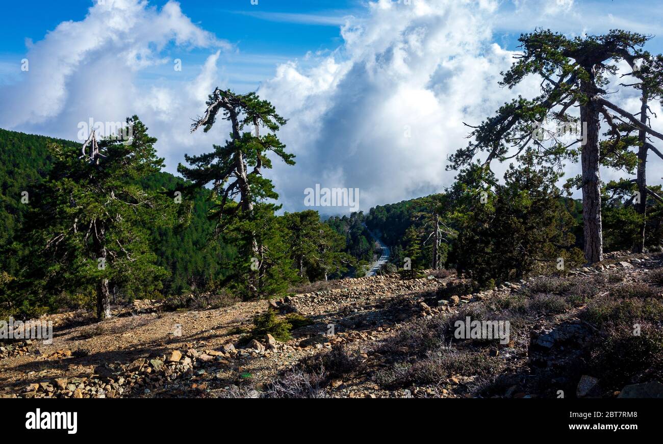 Lebanese cedars in a mountain forest in the central part of the island ...