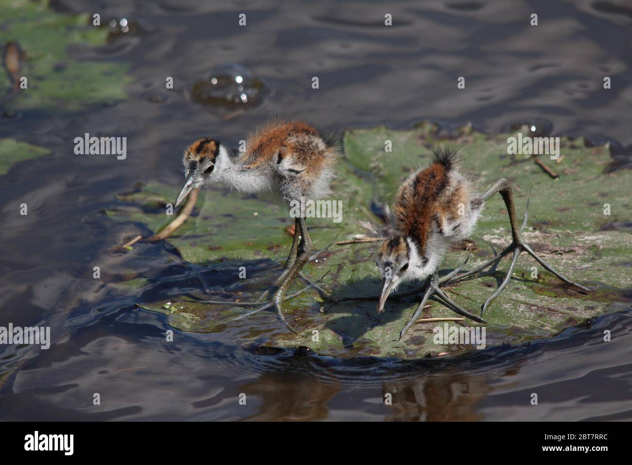African Jacana chicks Stock Photo - Alamy