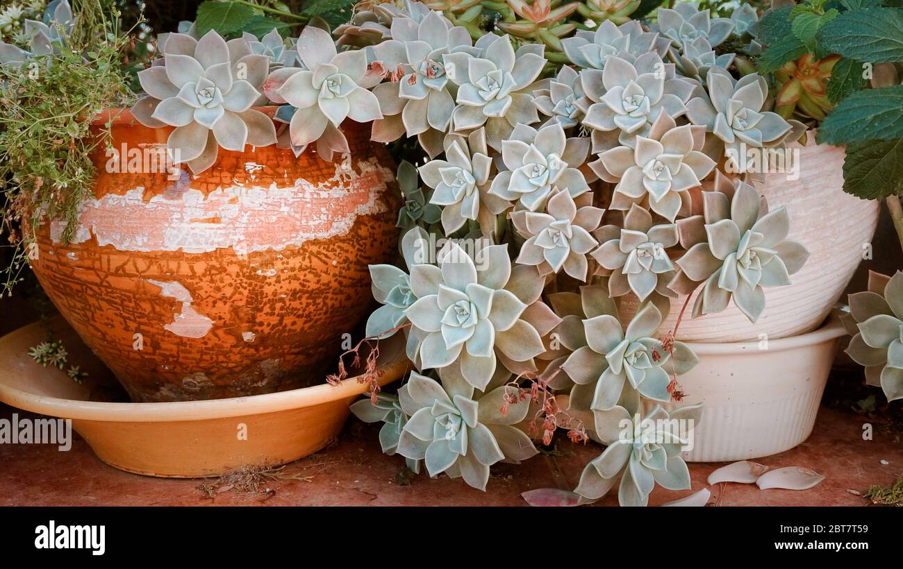 Big succulent plants in pots in garden close up Stock Photo - Alamy