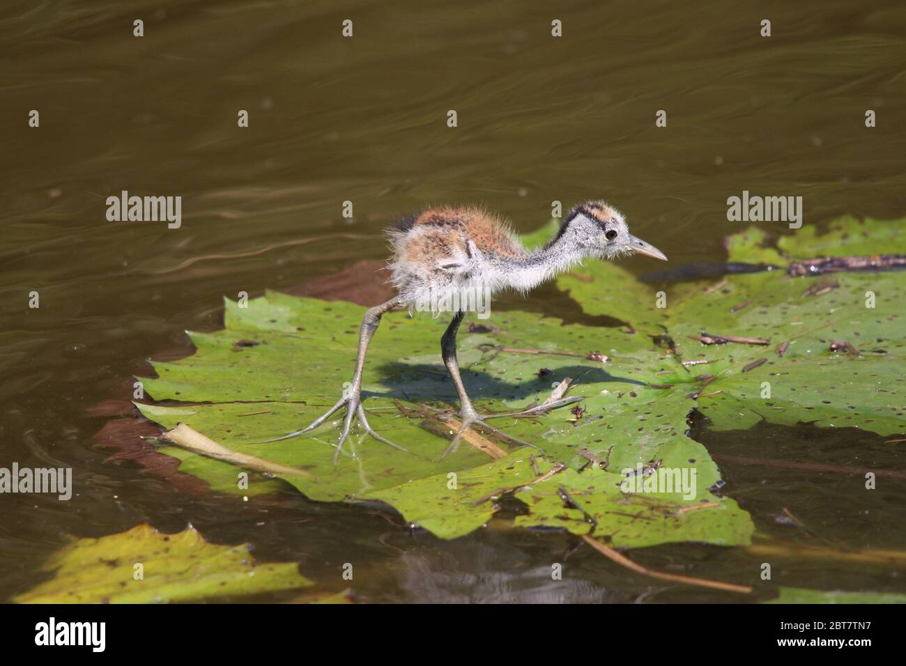 African Jacana chicks Stock Photo - Alamy