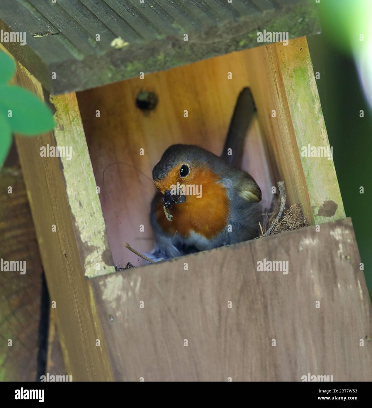 Robin uk nest hi-res stock photography and images - Alamy