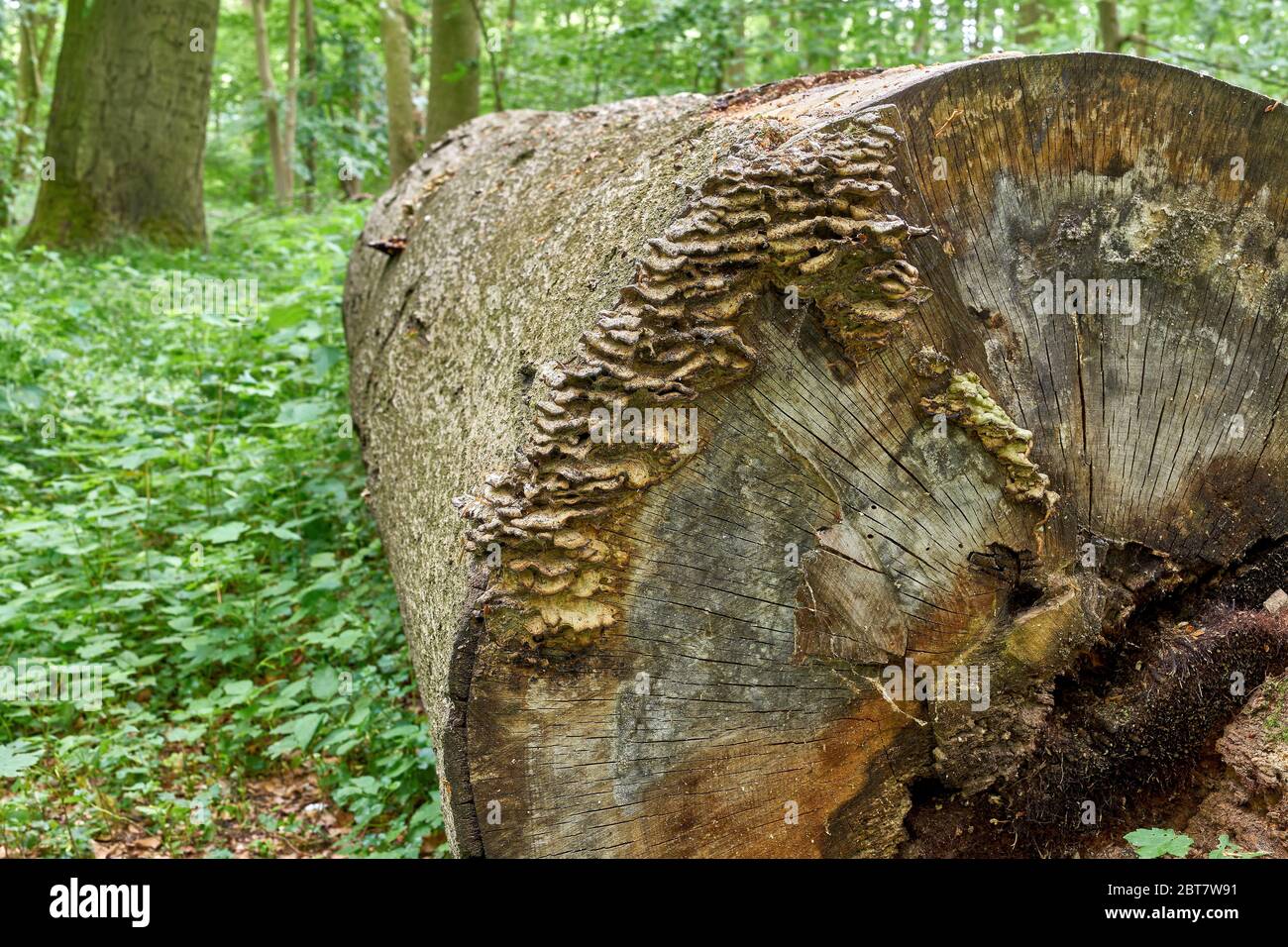 Rotting log ecosystem hi-res stock photography and images - Alamy