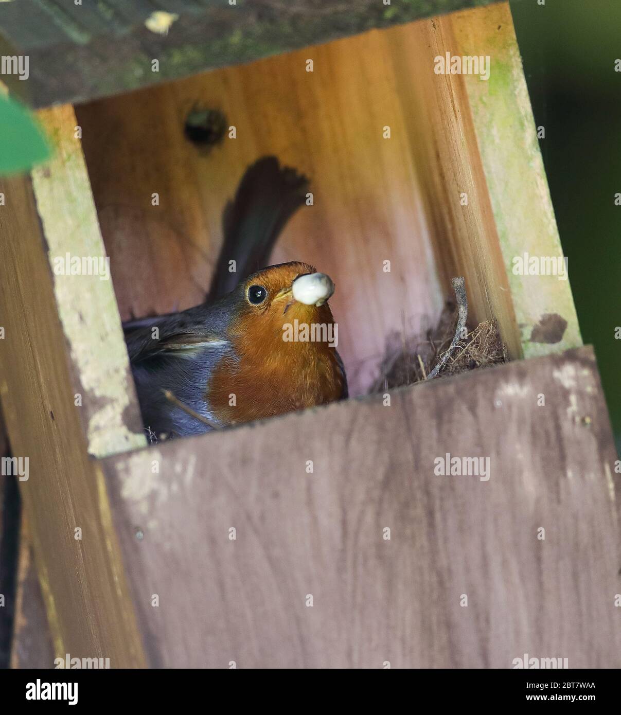 Nesting box uk robin hi-res stock photography and images - Alamy