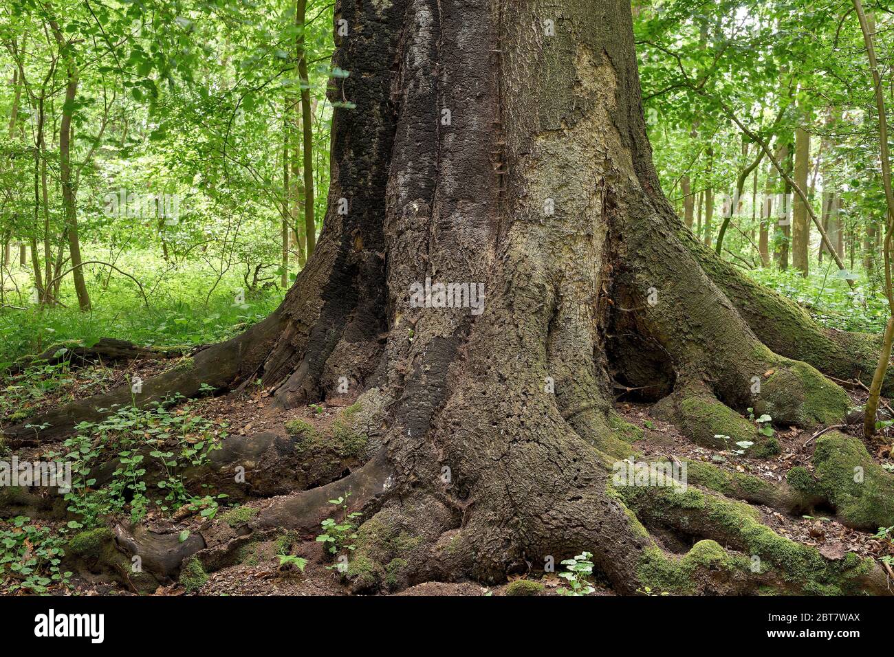 A mighty old beech tree. She was struck by lightning and is sick Stock ...