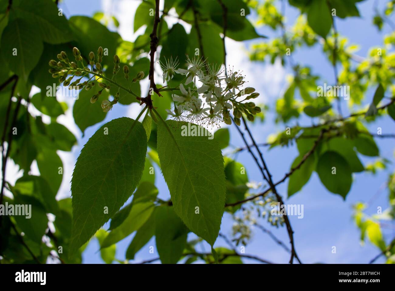 Close up view of delicate white blossoms on an Amur cherry tree with ...