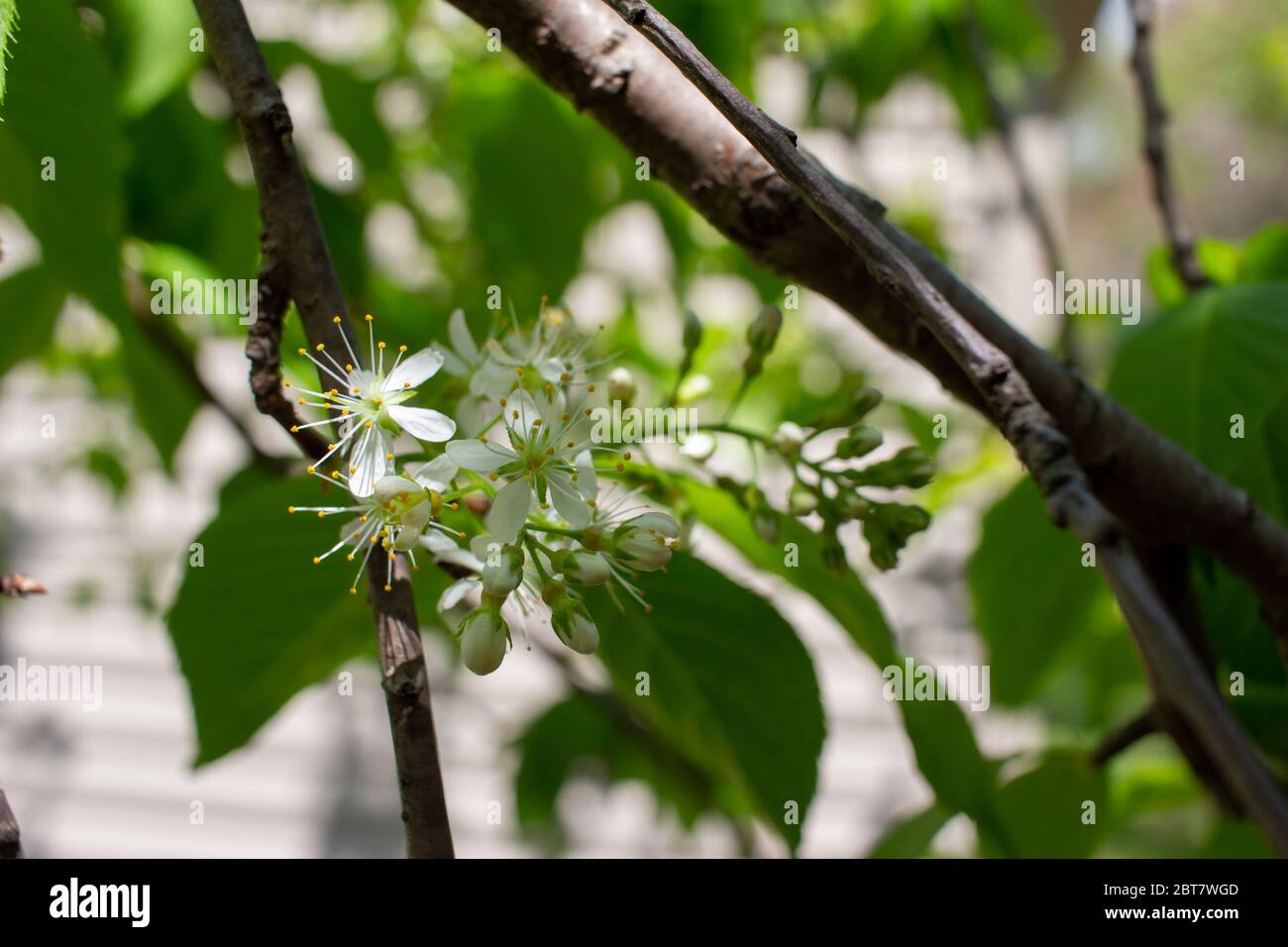 Close up view of delicate white blossoms on an Amur cherry tree with ...