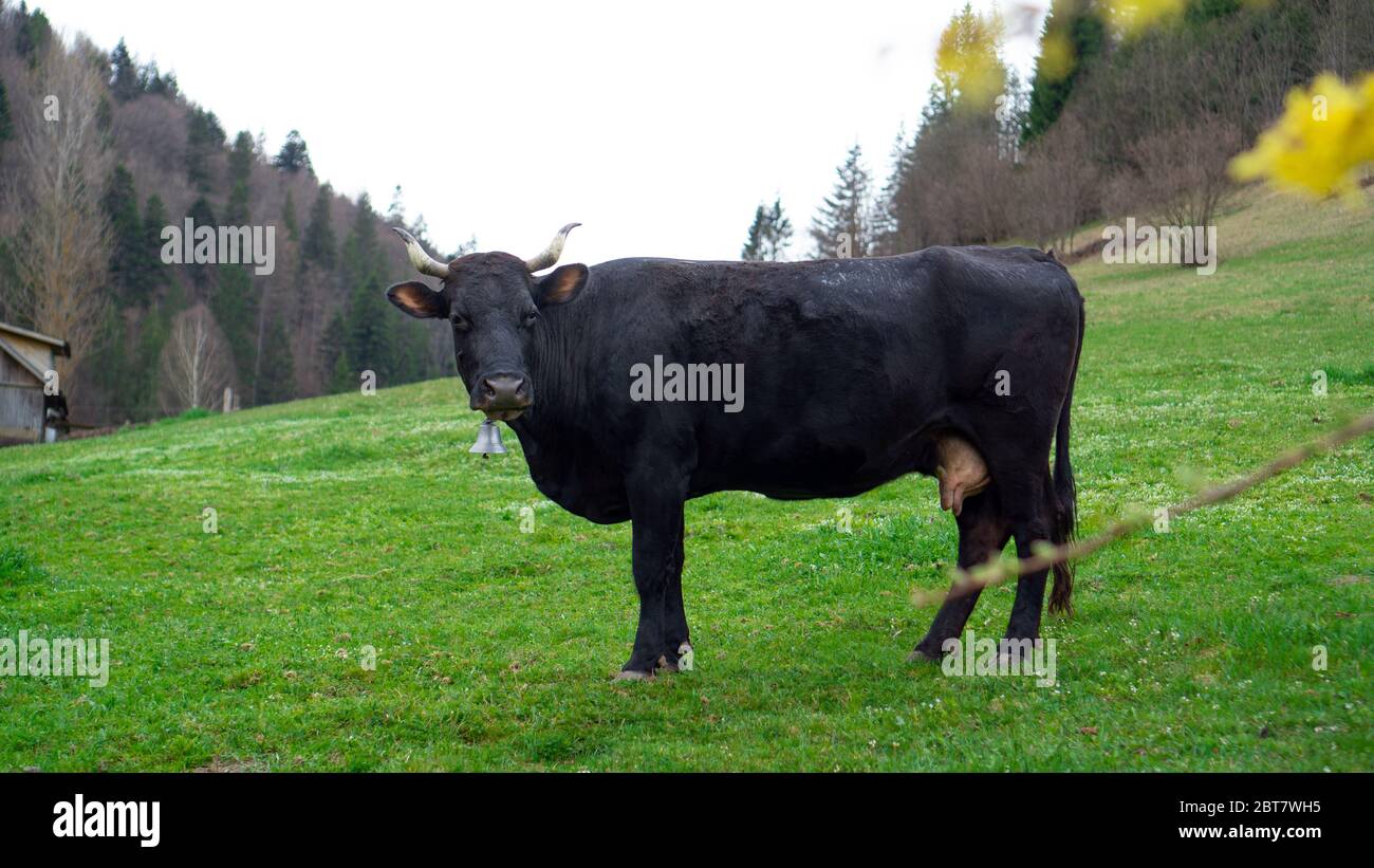 One black cow on green meadow. Close up picture of big black cow ...